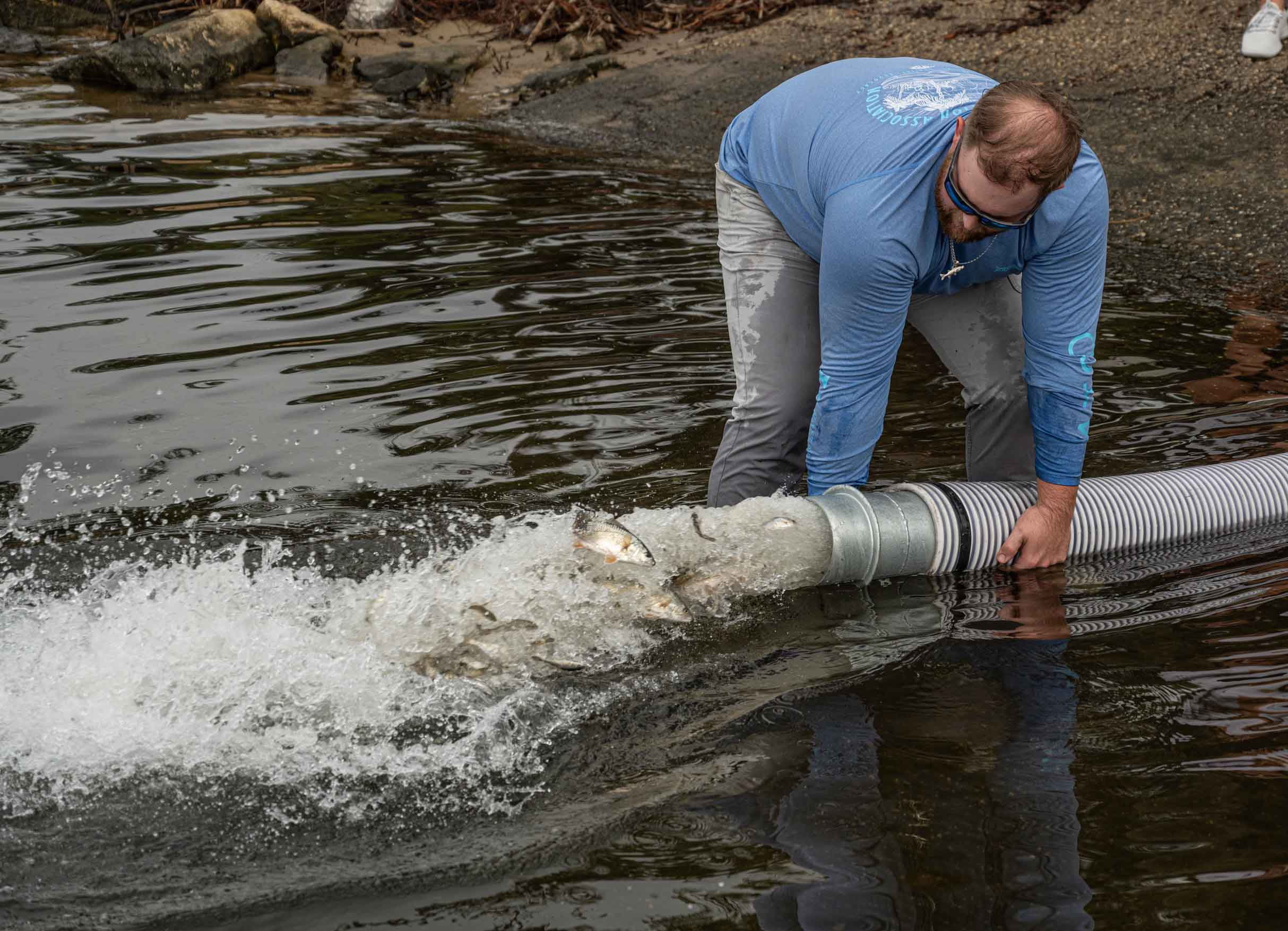 How Do You Release 30,000 Redfish into Choctawhatchee Bay? With a ...