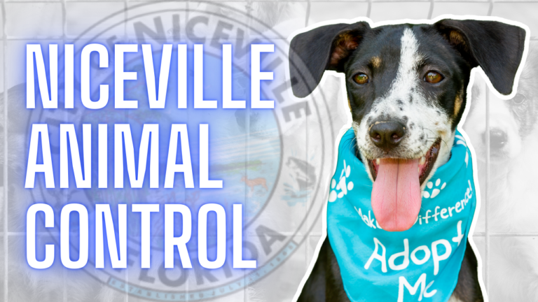 Niceville and PAWS End Contract for Animal Control. Here’s What Happens ...