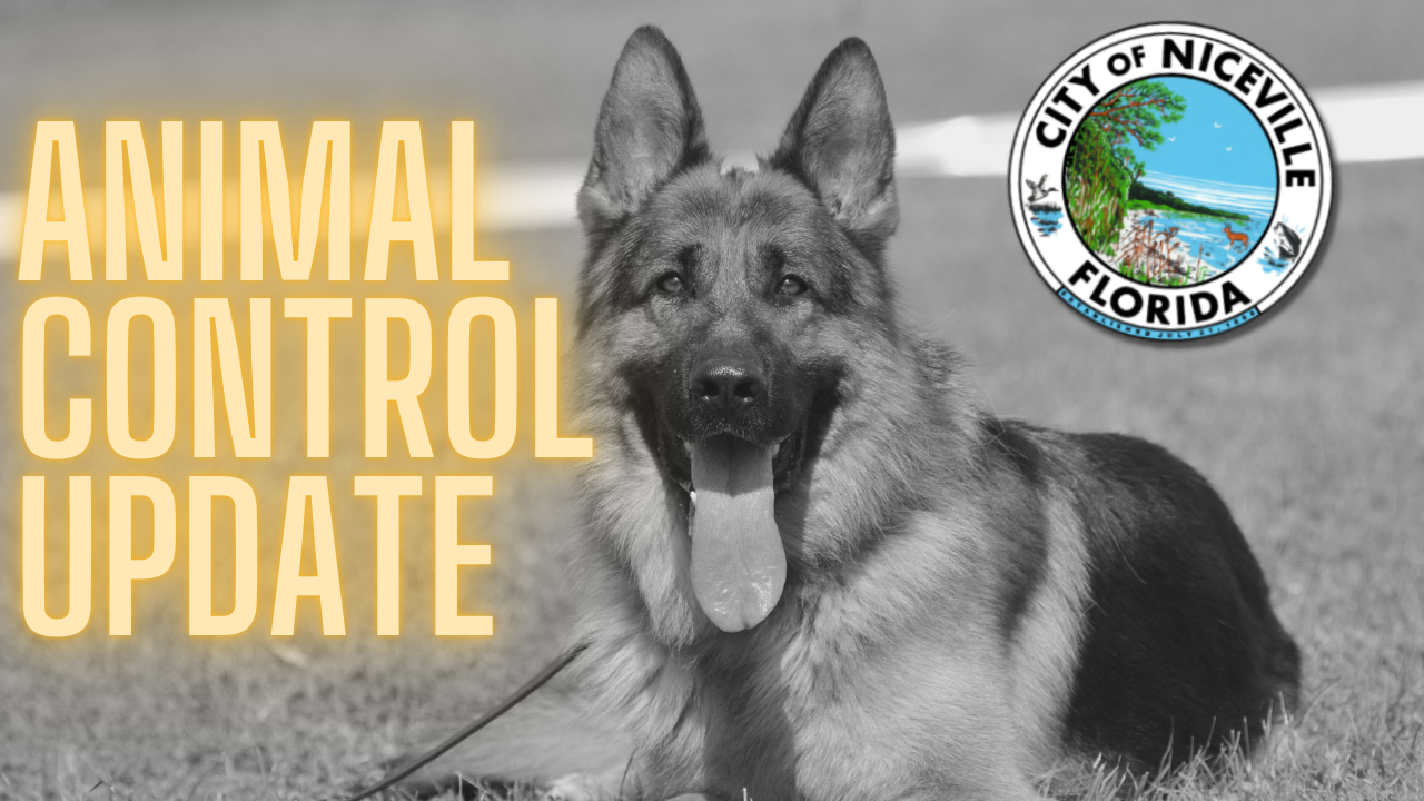 Niceville Has Euthanized Two Dogs Since It Took Over Animal Control in ...
