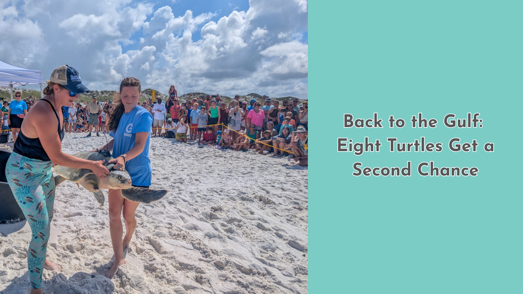 Eight Rehabilitated Sea Turtles Released Back into the Gulf - Mid Bay News